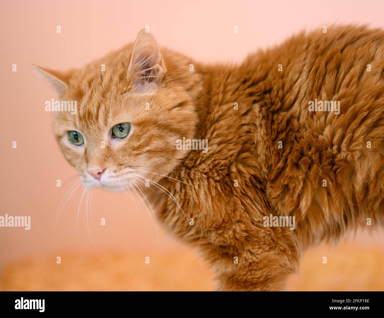 Sleepy red cat. Selective focus on eyes Stock Photo - Alamy