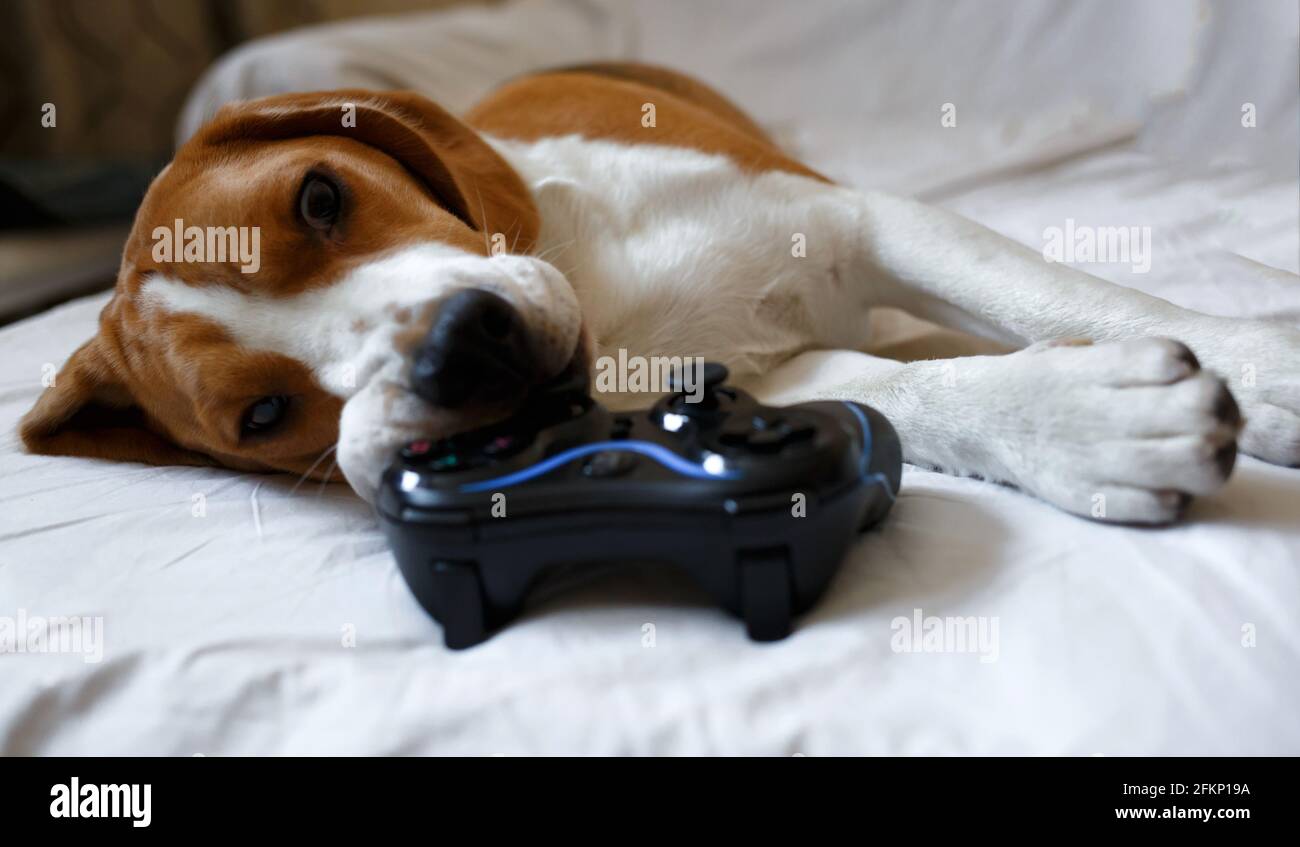 dog's paws lie on the game joystick top view Stock Photo - Alamy