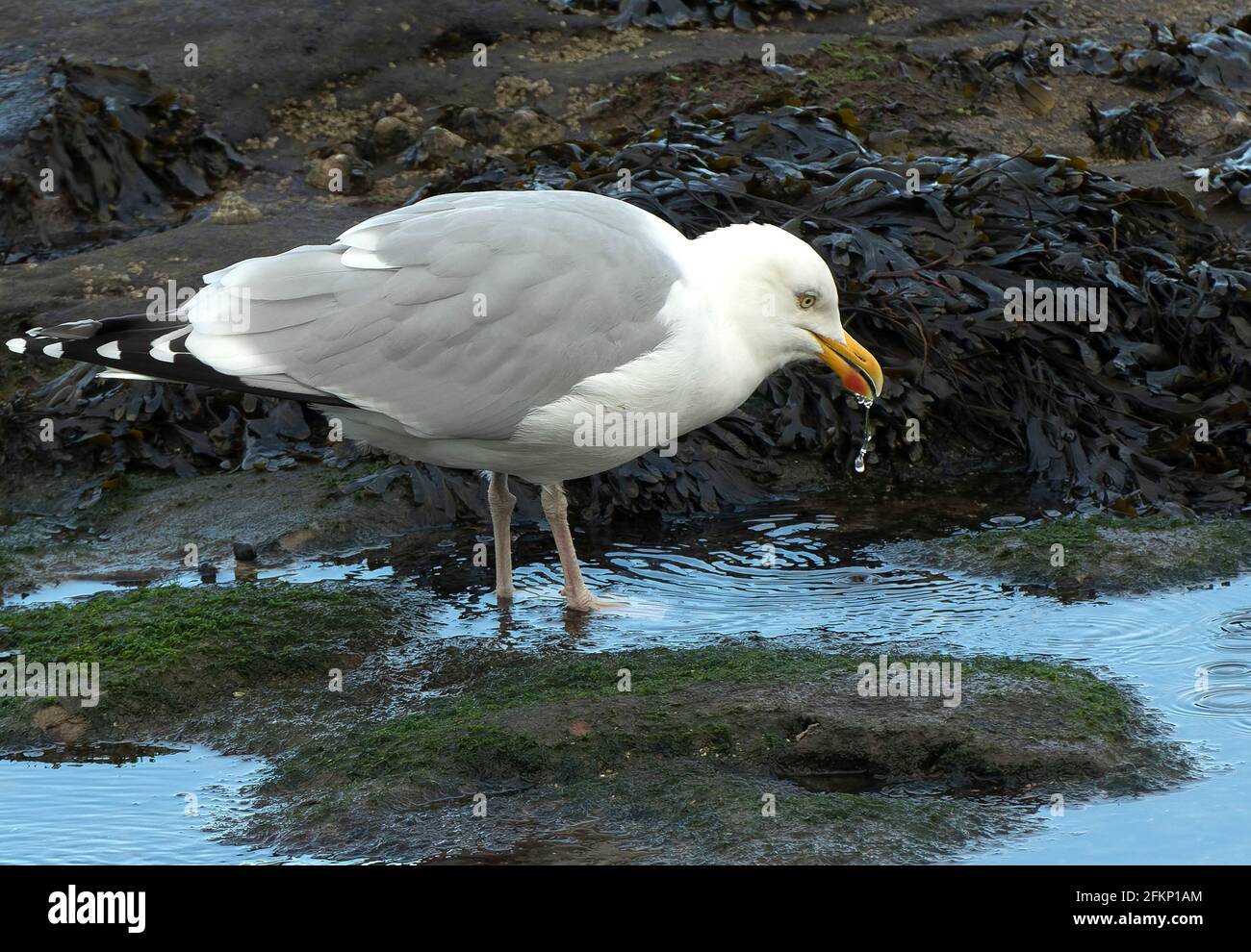 Aquatic bird in a tidal pool on the Northumberland Coast in England ...