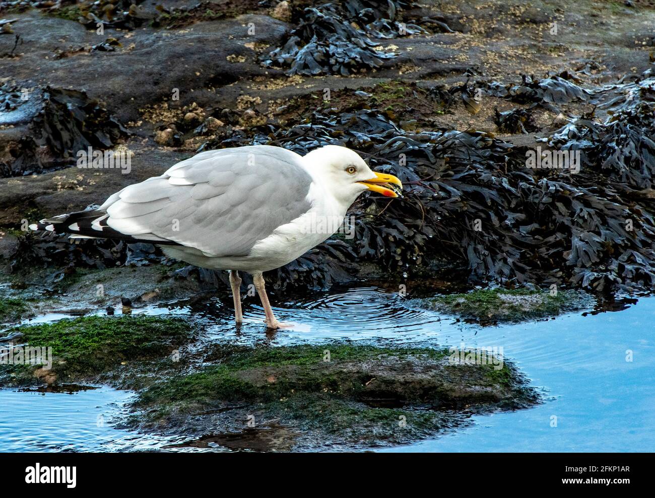 Aquatic bird in a tidal pool on the Northumberland Coast in England ...
