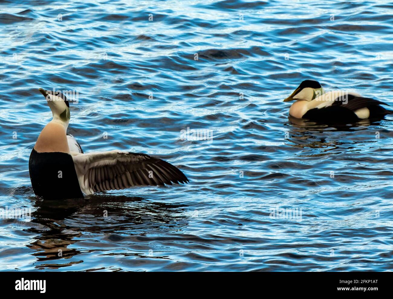 Aquatic bird in a tidal pool on the Northumberland Coast in England ...