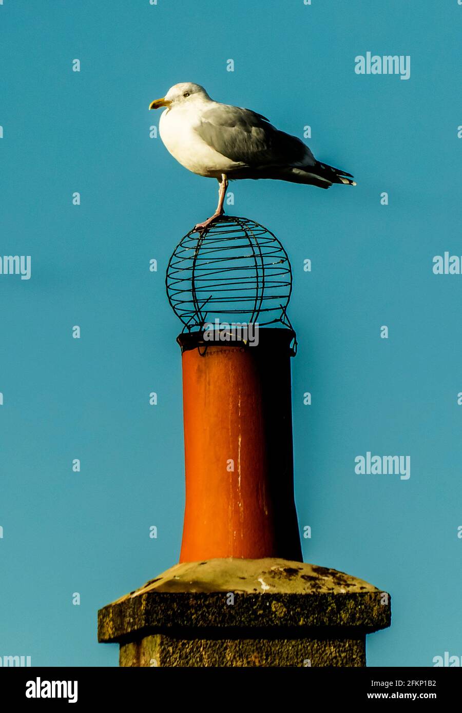 Aquatic bird perched on a post Stock Photo - Alamy