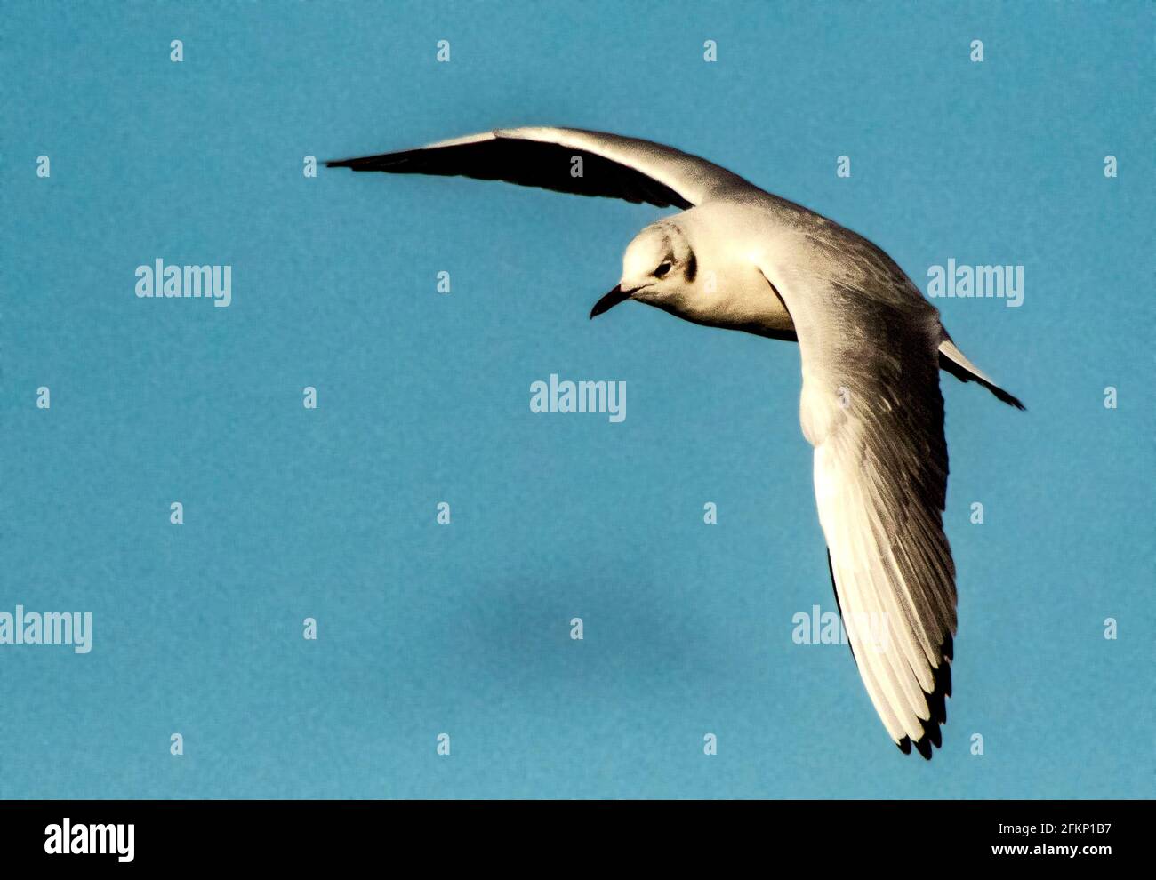 Aquatic bird soars in the air Stock Photo - Alamy