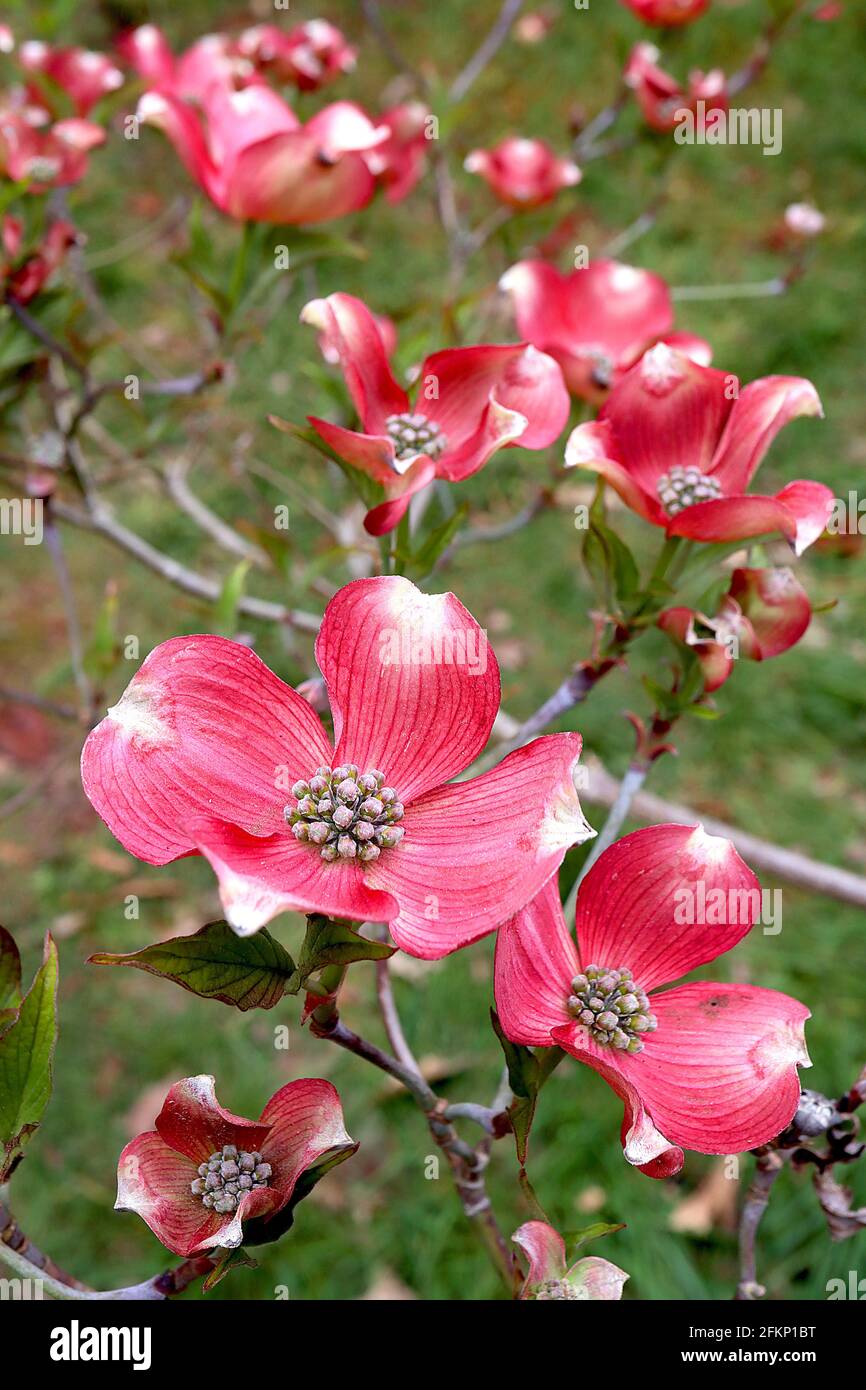 Cornus florida rubra Eastern flowering dogwood red-form – pink flowers ...