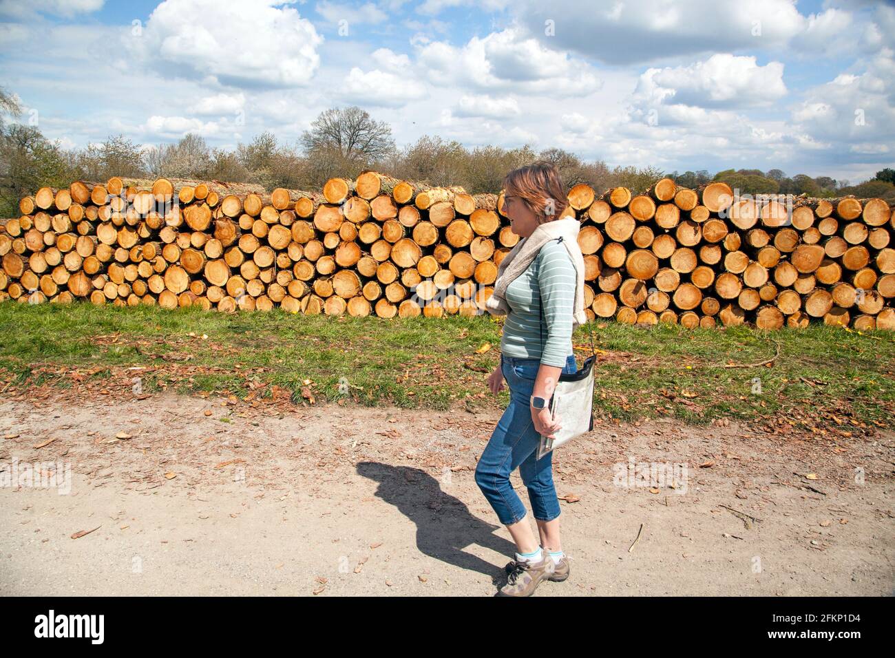 Woman walking past Tree trunks and logs stacked and piled up after ...