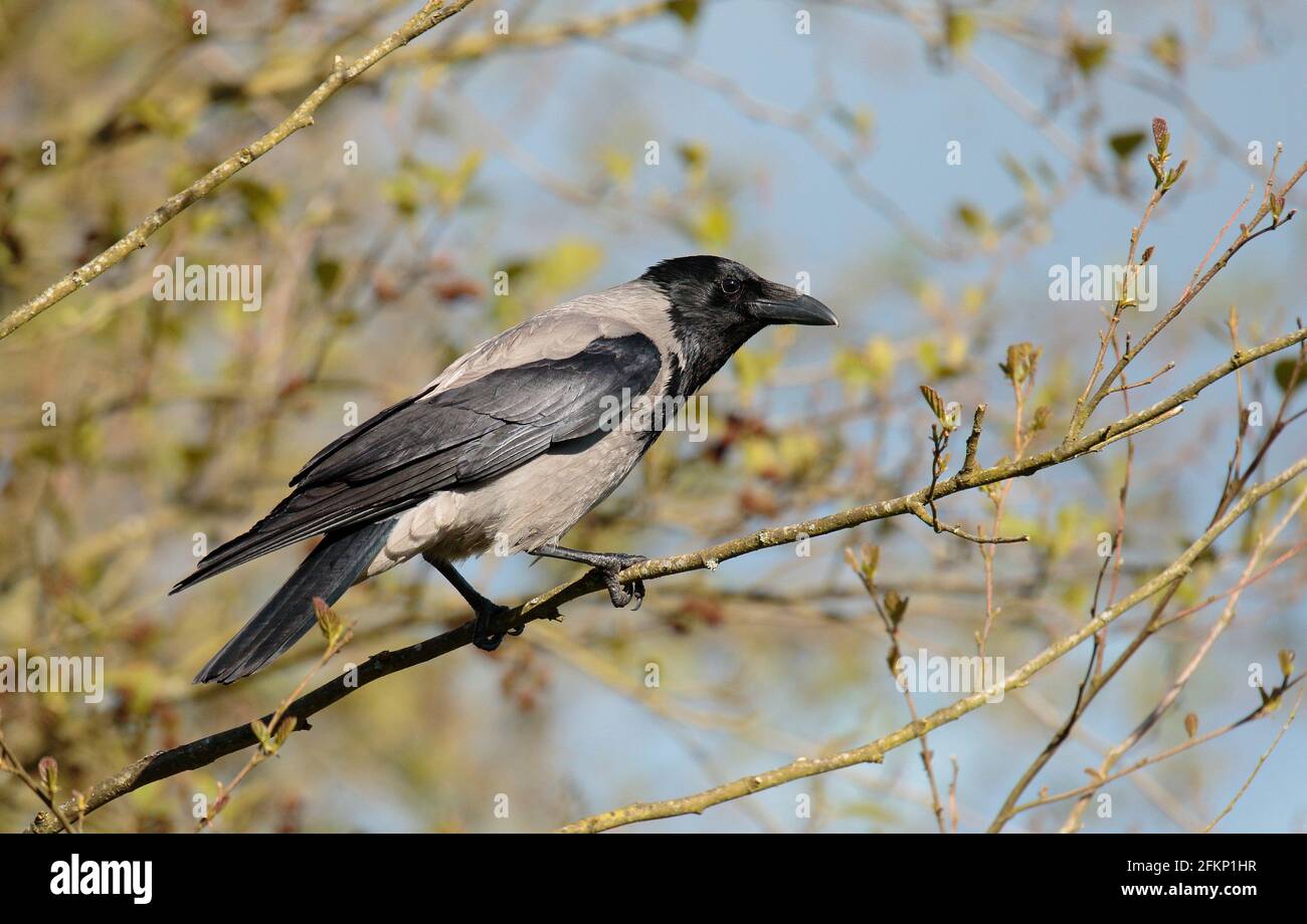 Carrion crows breeding hi-res stock photography and images - Alamy