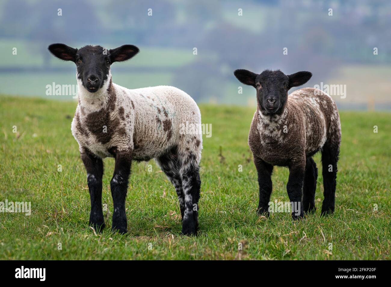 Two lambs in a May spring meadow Stock Photo - Alamy