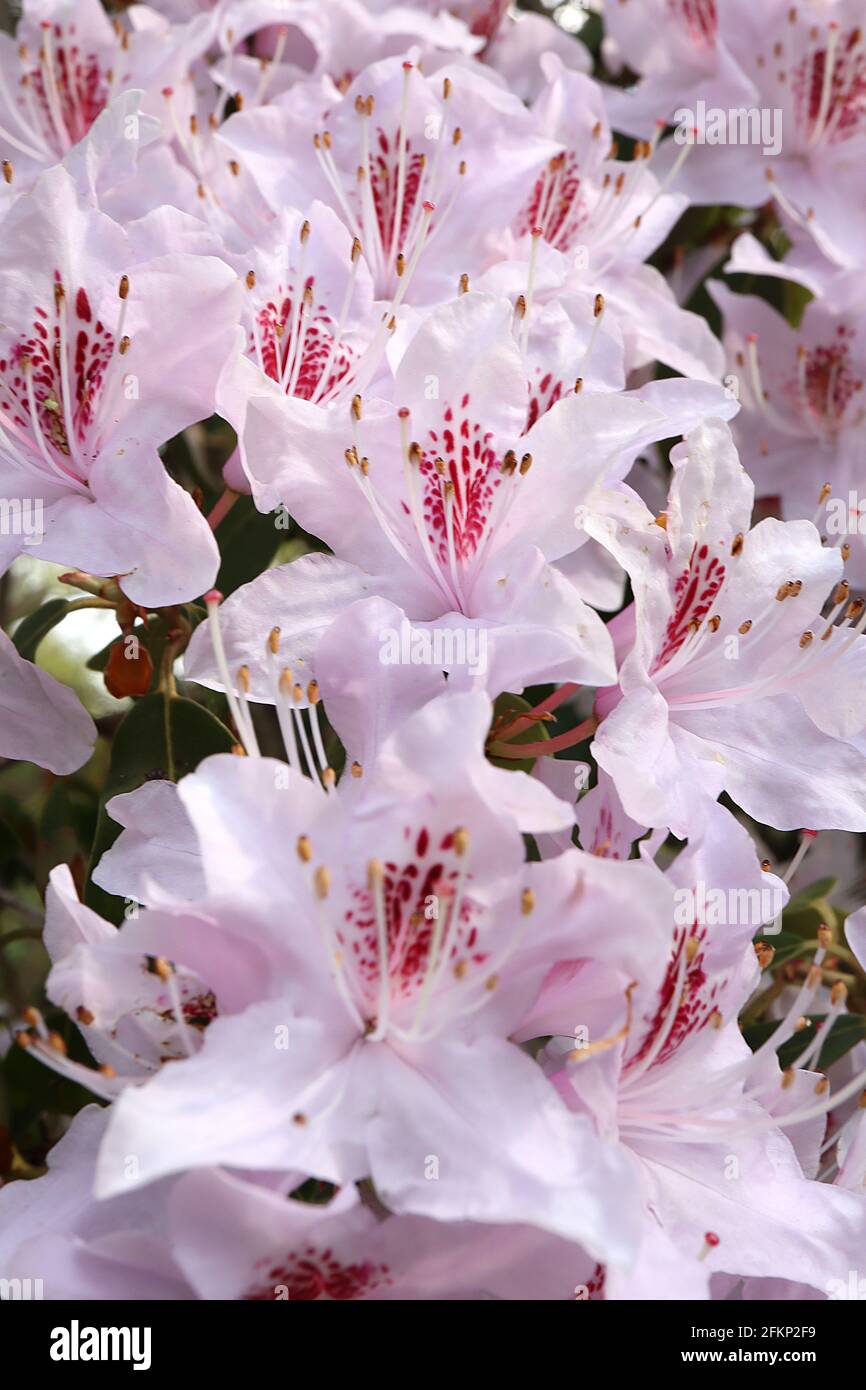 Lavender rhododendron hi-res stock photography and images - Alamy