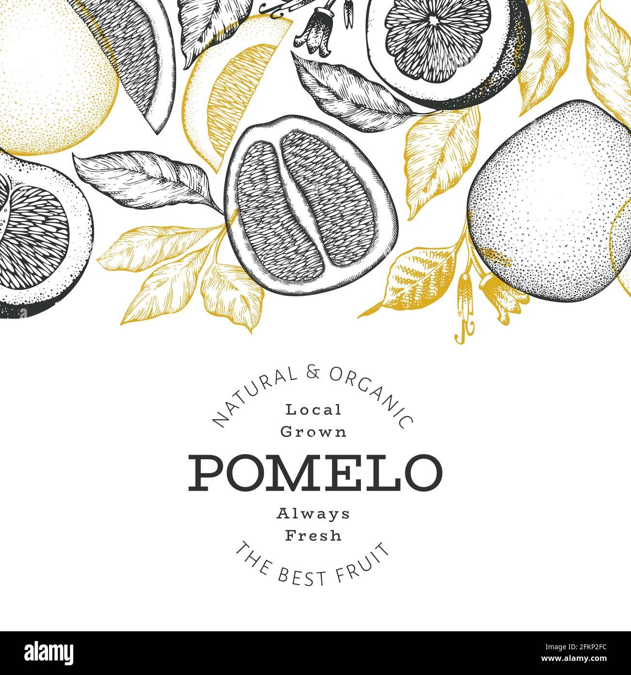 Hand drawn sketch style pomelo banner. Organic fresh fruit vector ...