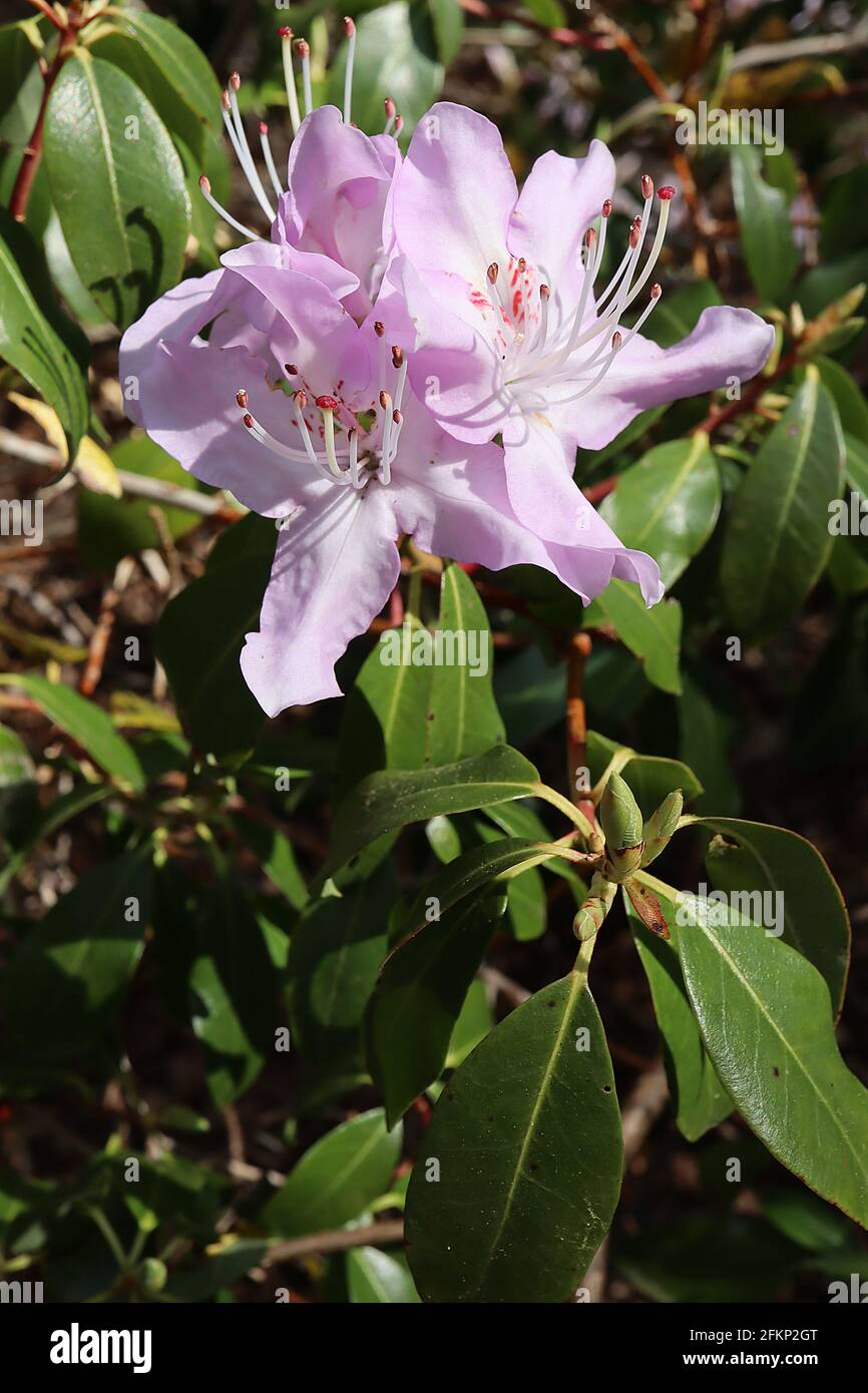 Lavender rhododendron hi-res stock photography and images - Alamy