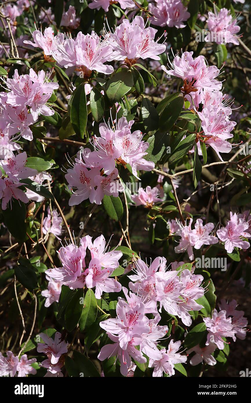 Lavender rhododendron hi-res stock photography and images - Alamy