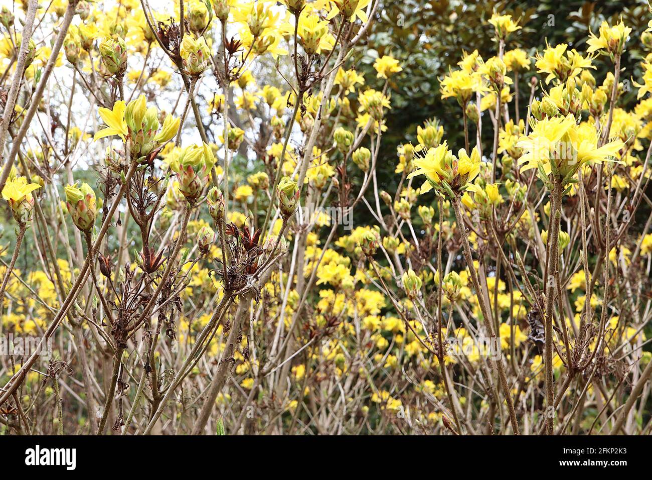 Rhododendron luteum Yellow azalea Terminal clusters of yellow funnel ...