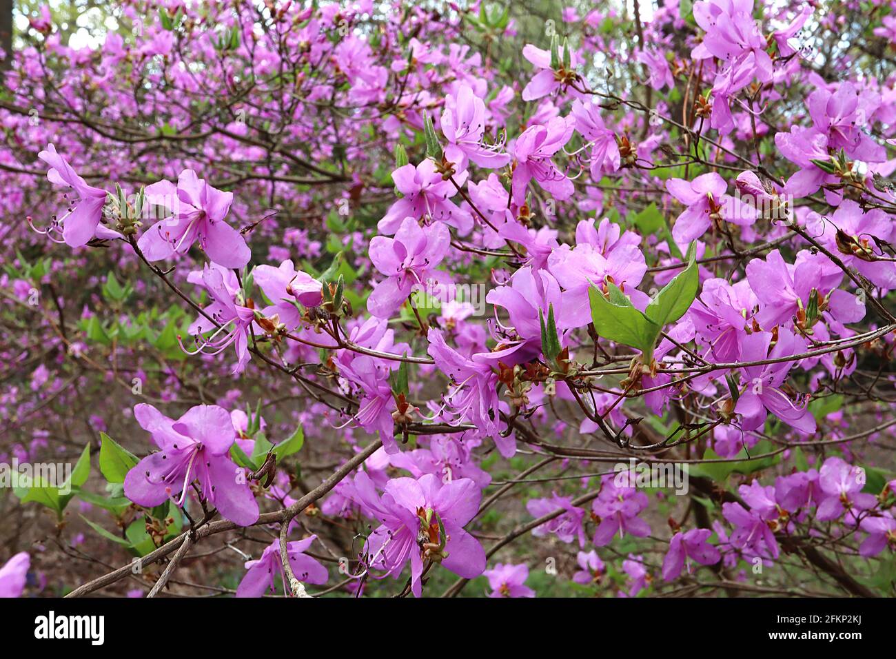 Rhododendron reticulatum Violet funnel-shaped flowers, fresh green ...