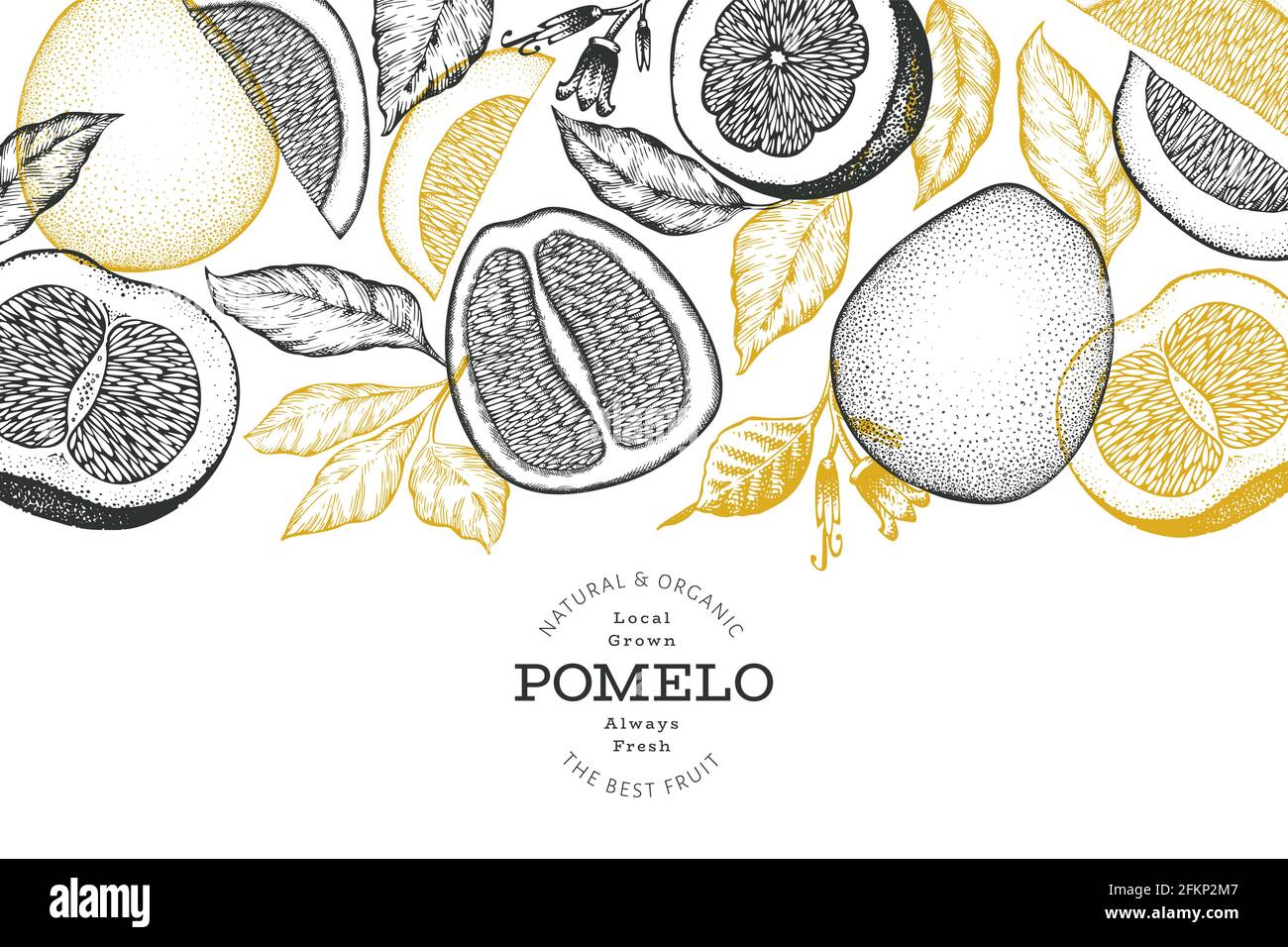 Hand drawn sketch style pomelo banner. Organic fresh fruit vector ...