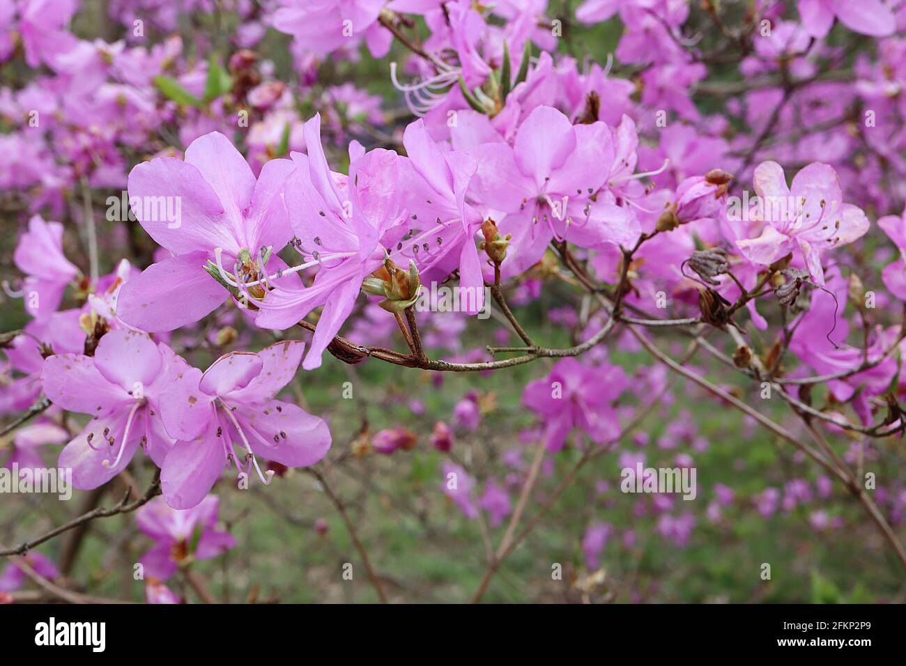 Rhododendron reticulatum Violet funnel-shaped flowers, fresh green ...