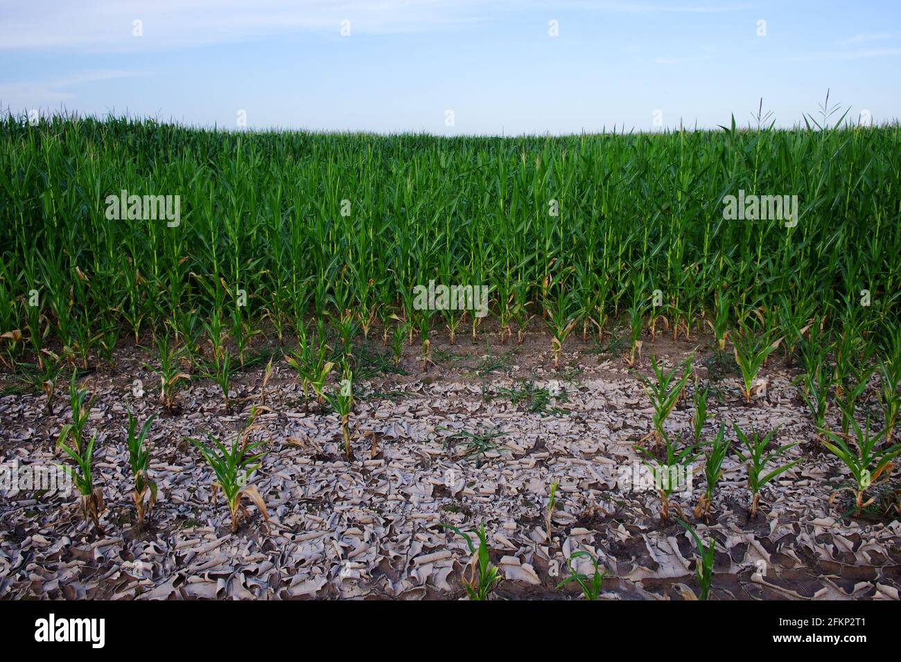 Corn plantation hi-res stock photography and images - Alamy