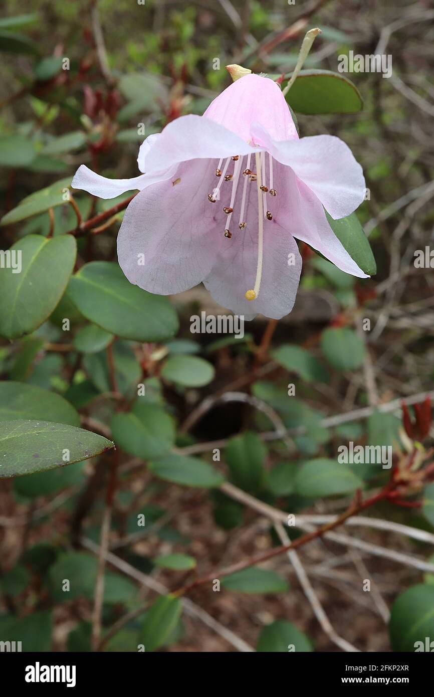 Dwarf rhododendron hi-res stock photography and images - Alamy