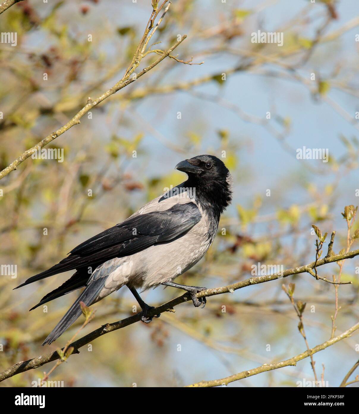 Carrion crows breeding hi-res stock photography and images - Alamy