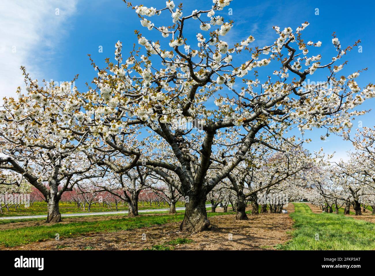 A cherry tree orchard in spring time bloom Stock Photo - Alamy