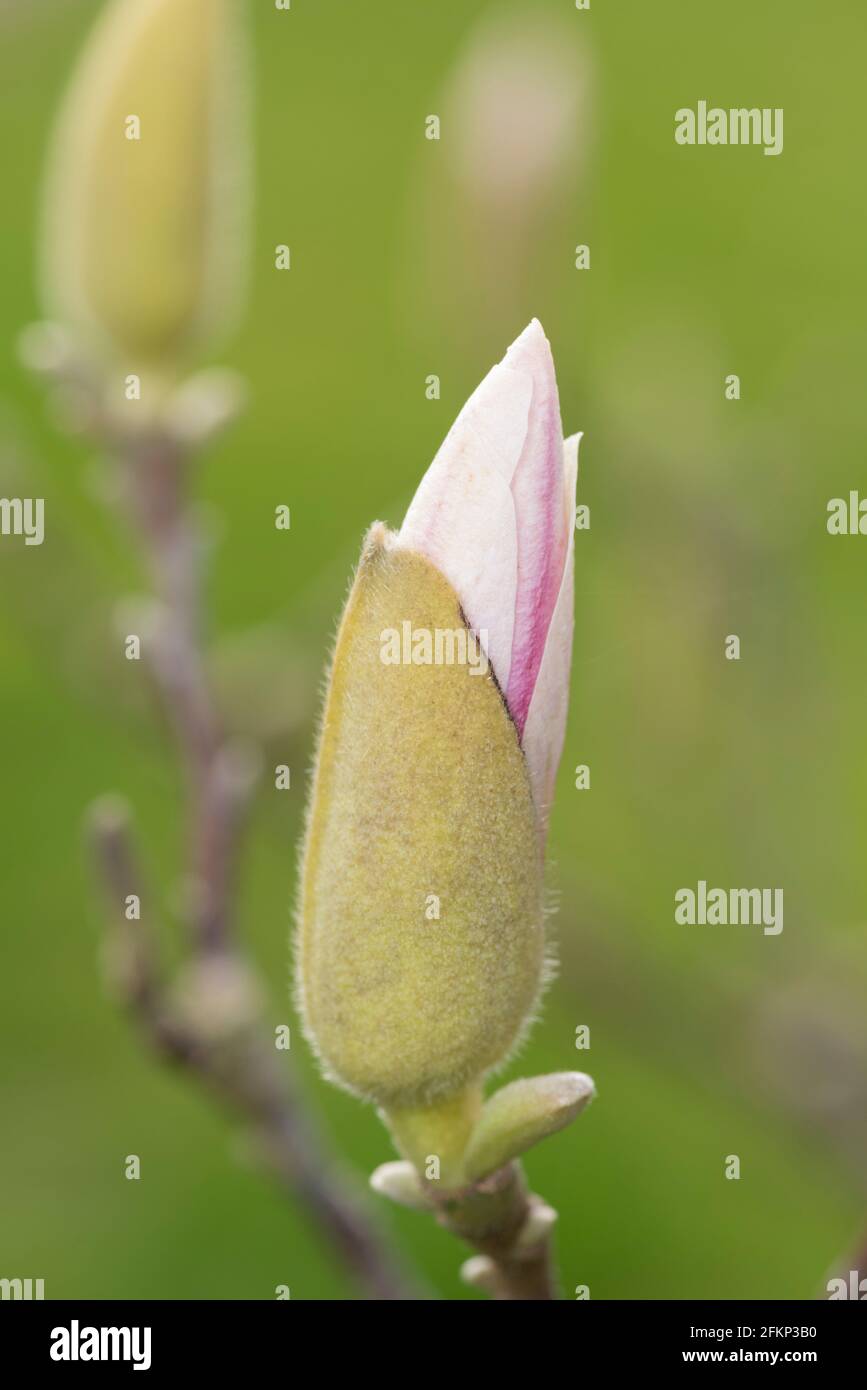 Magnolia buds bursting Stock Photo - Alamy