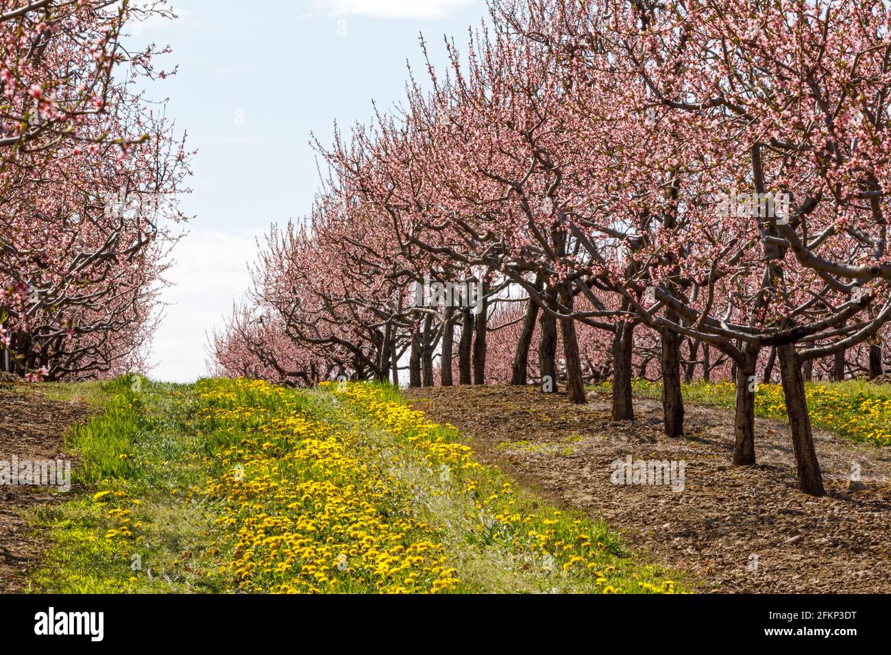 Peach trees in orchard hi-res stock photography and images - Alamy