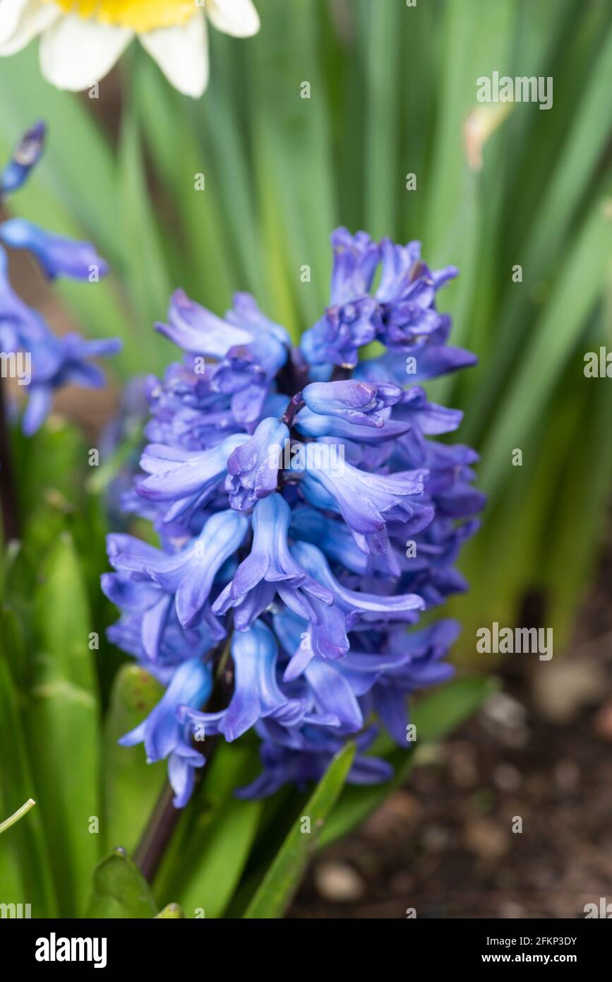 spring time glory Stock Photo - Alamy