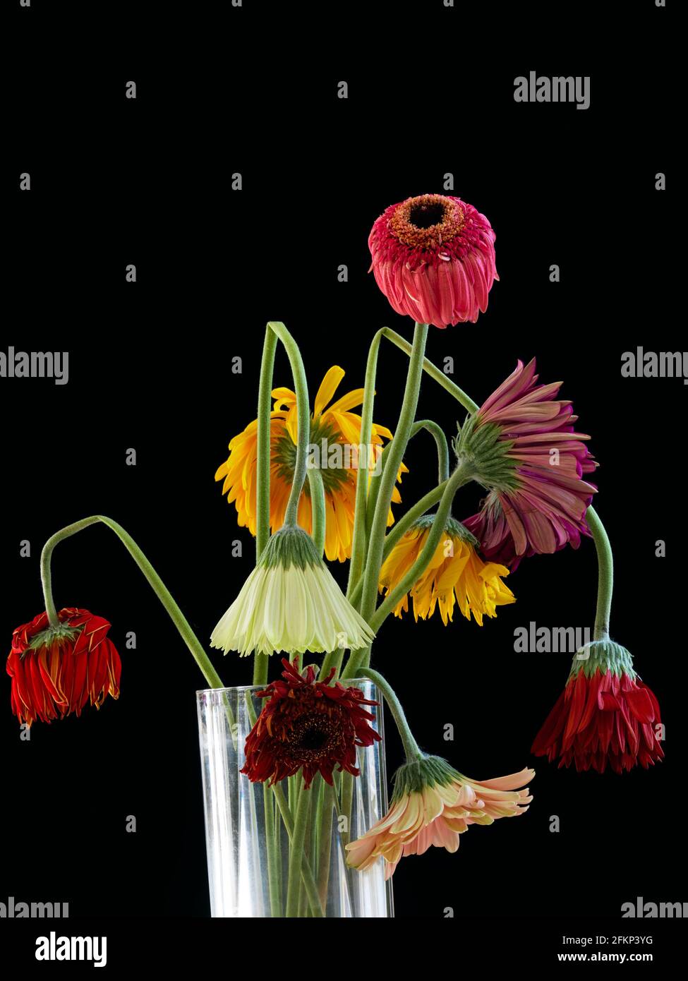 A foral arrangement of Gerbera that have wilted. Multi-colour floral ...