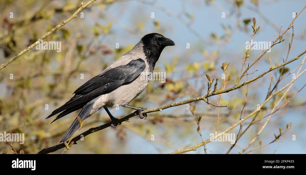 Hooded Crow High Resolution Stock Photography and Images - Alamy