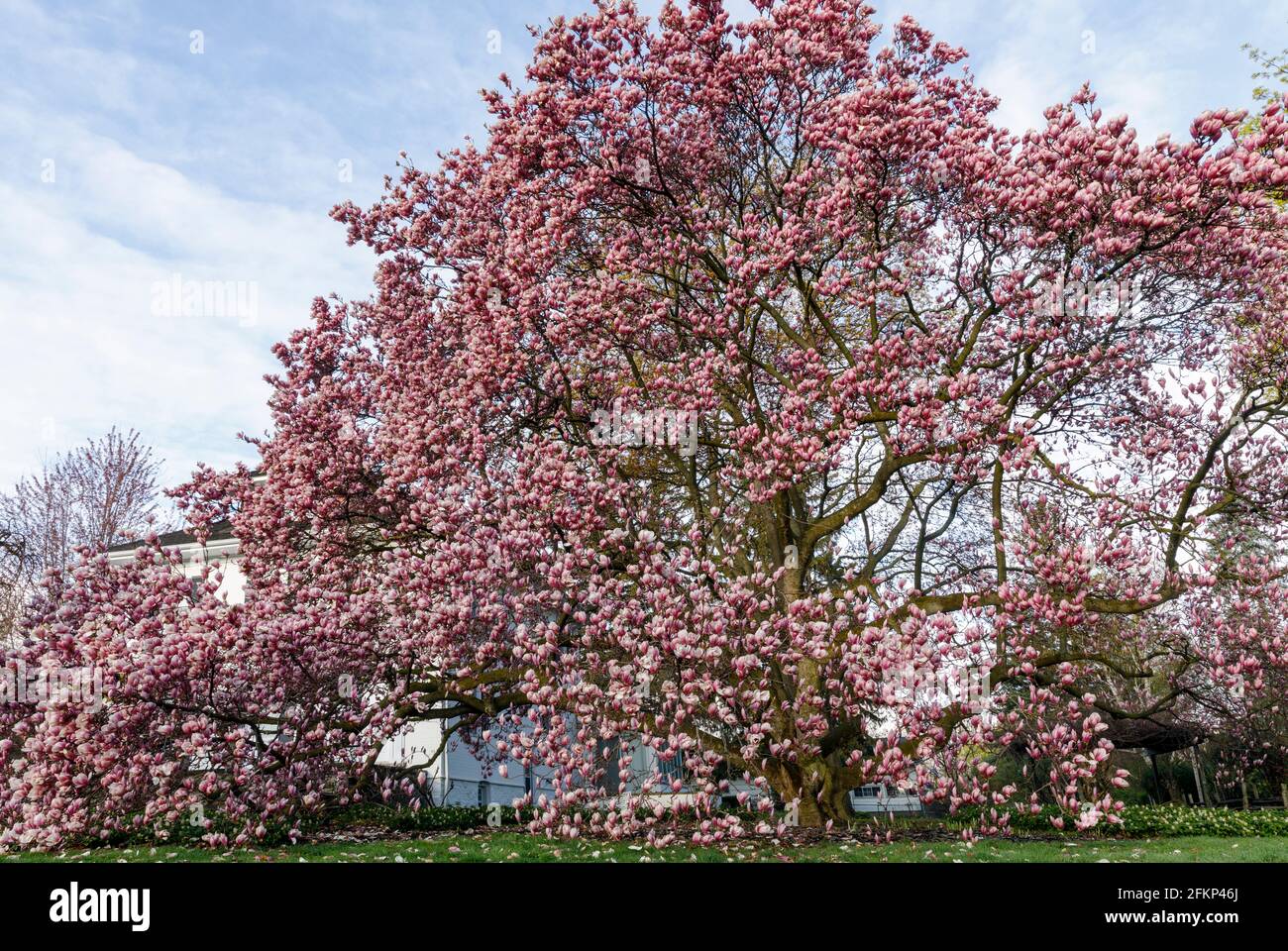 Canada, Ontario, Queenston, Magnolia tree in blossom on a sunny spring ...