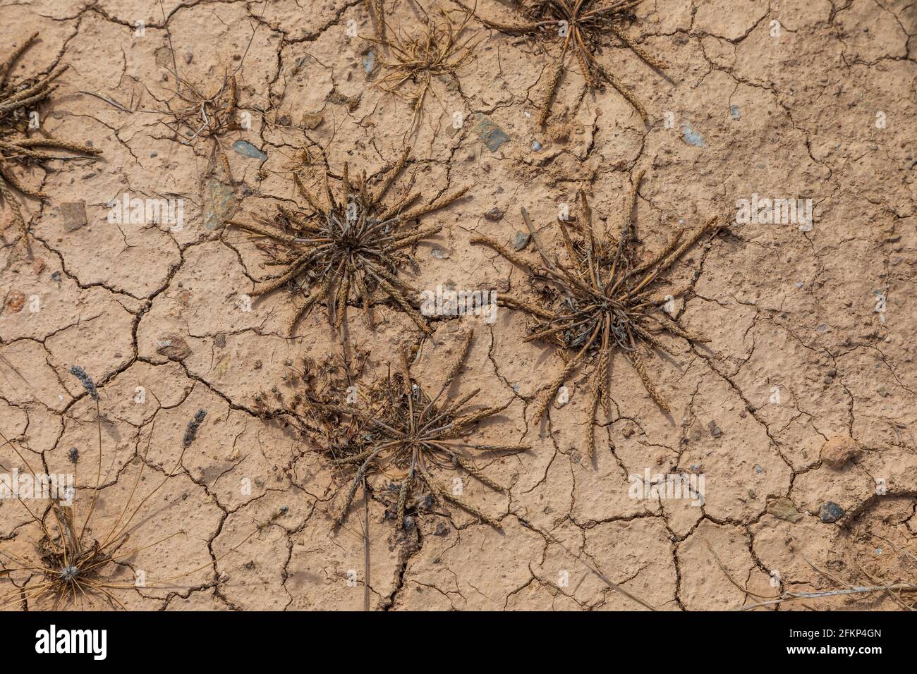 Nature background of cracked dry lands. Natural texture of soil with ...