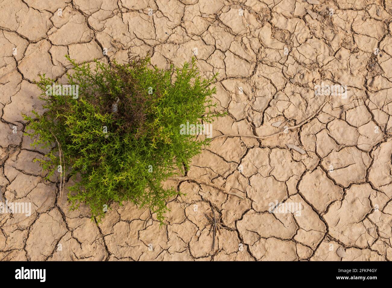 Nature background of cracked dry lands. Natural texture of soil with ...