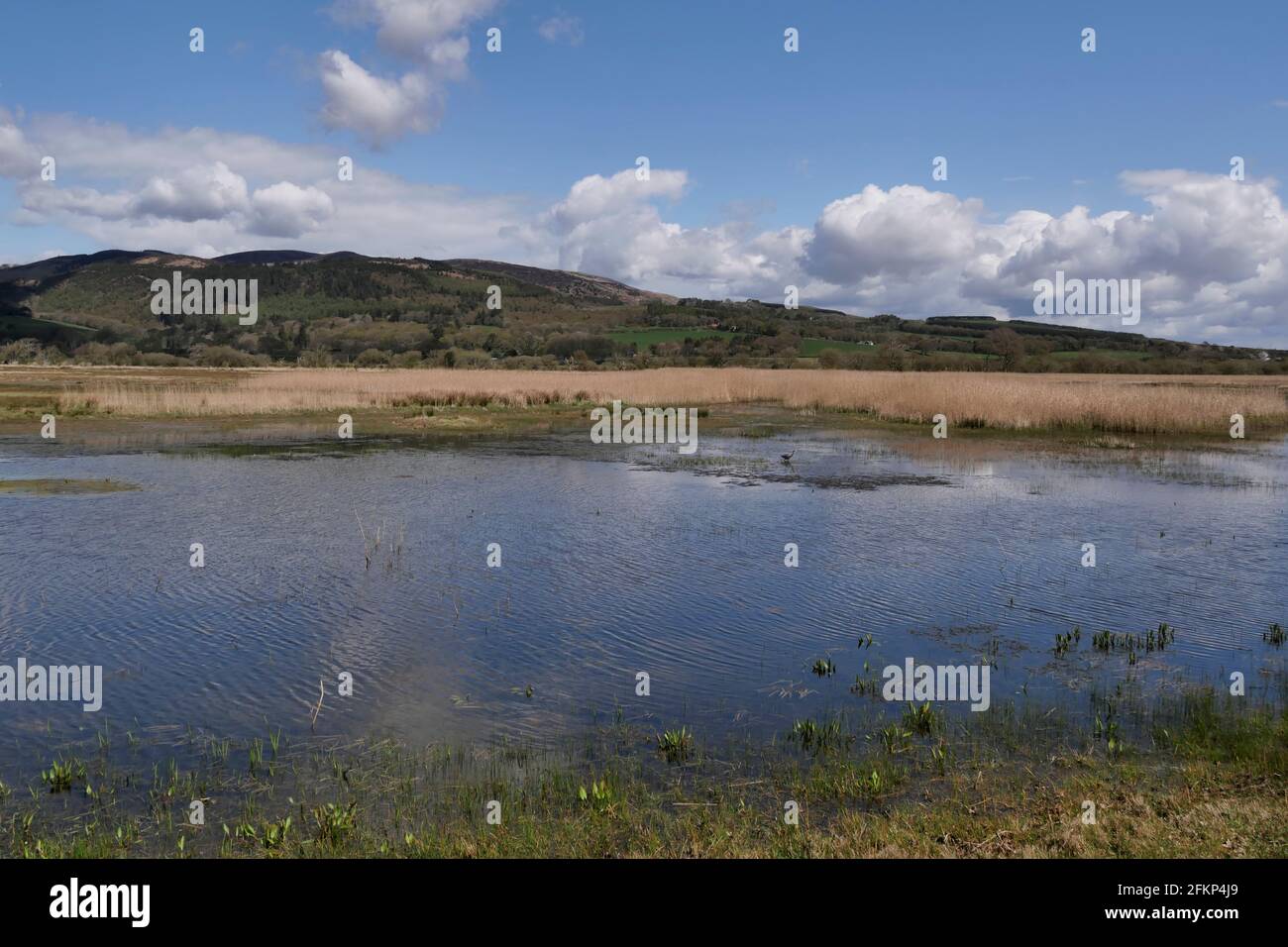 Mersehead rspb reserve hi-res stock photography and images - Alamy