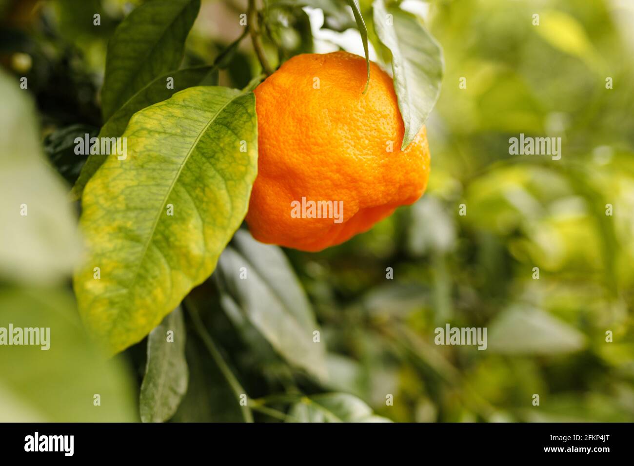 Orange fruit tree with large, ripe orange fruit in garden, orchard or ...