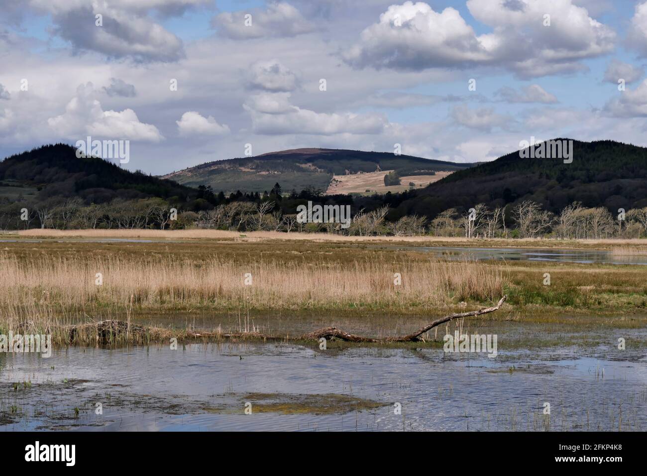 Mersehead rspb reserve hi-res stock photography and images - Alamy