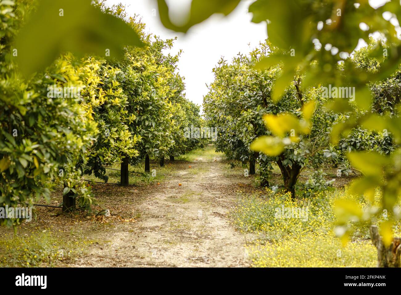 Orange fruit tree garden, orchard or plantation Stock Photo - Alamy