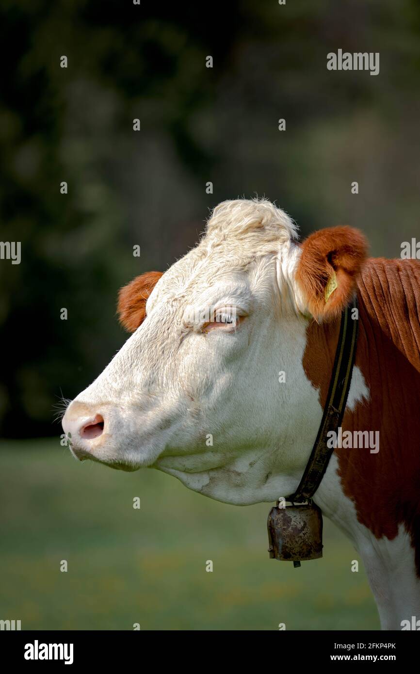 Close up cow photos Stock Photo - Alamy