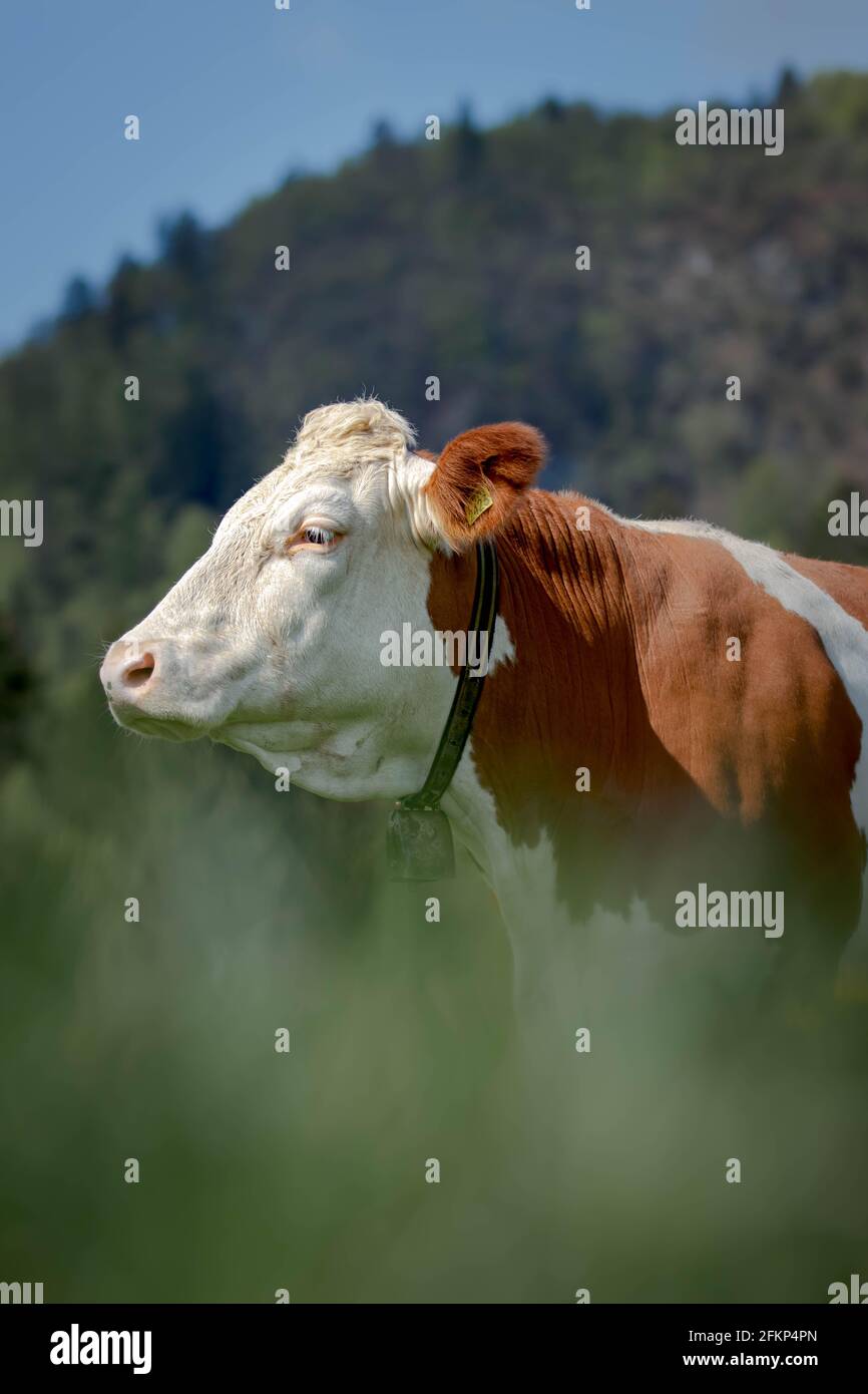 Close up cow photos Stock Photo - Alamy