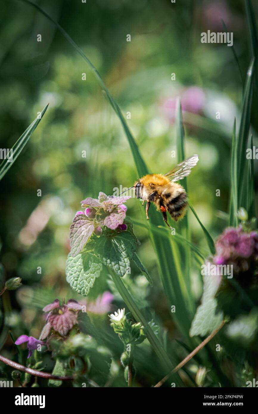 Close up photos of bumblebee Stock Photo - Alamy