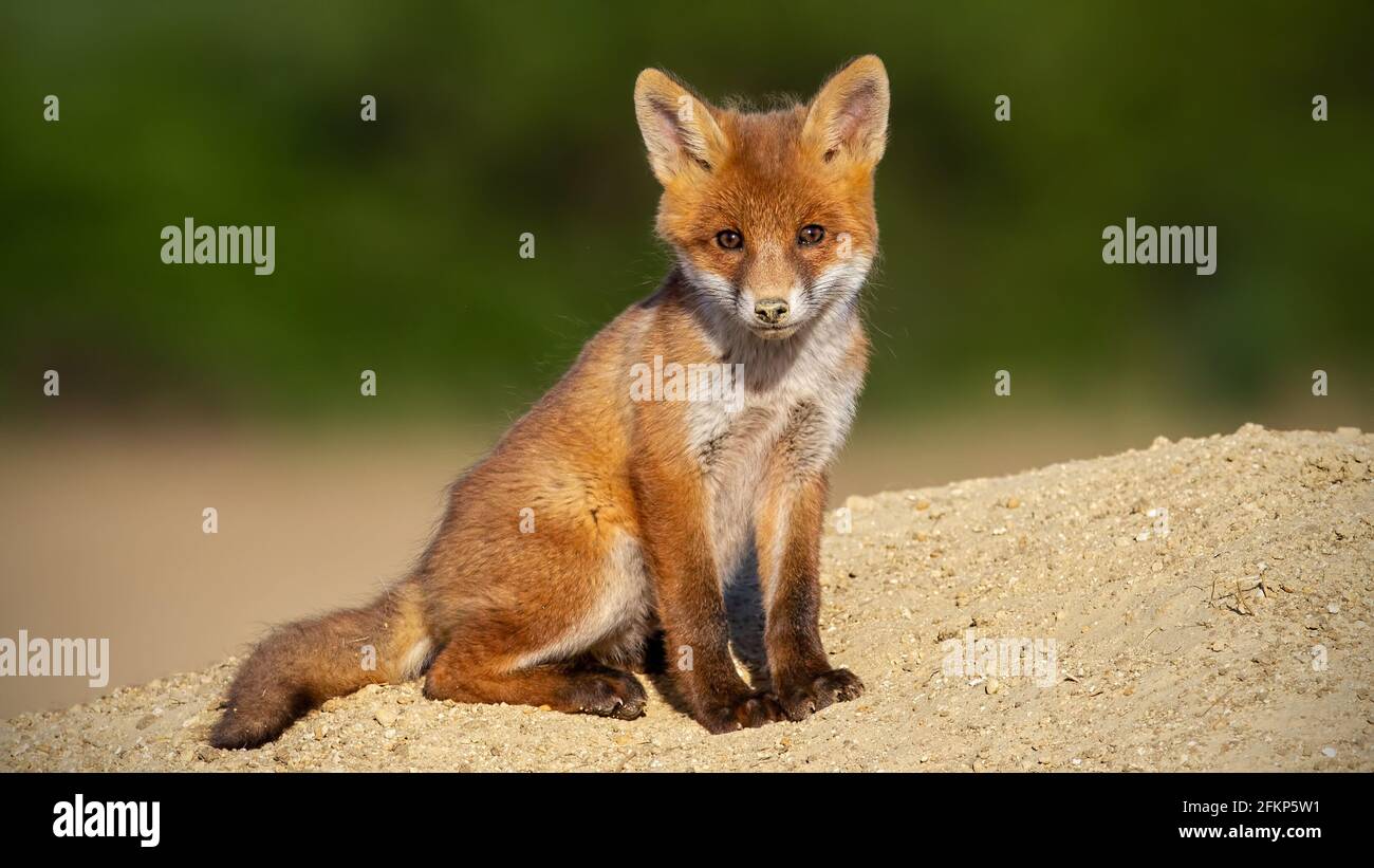 Young red fox sitting on sand in summer sunlight Stock Photo - Alamy