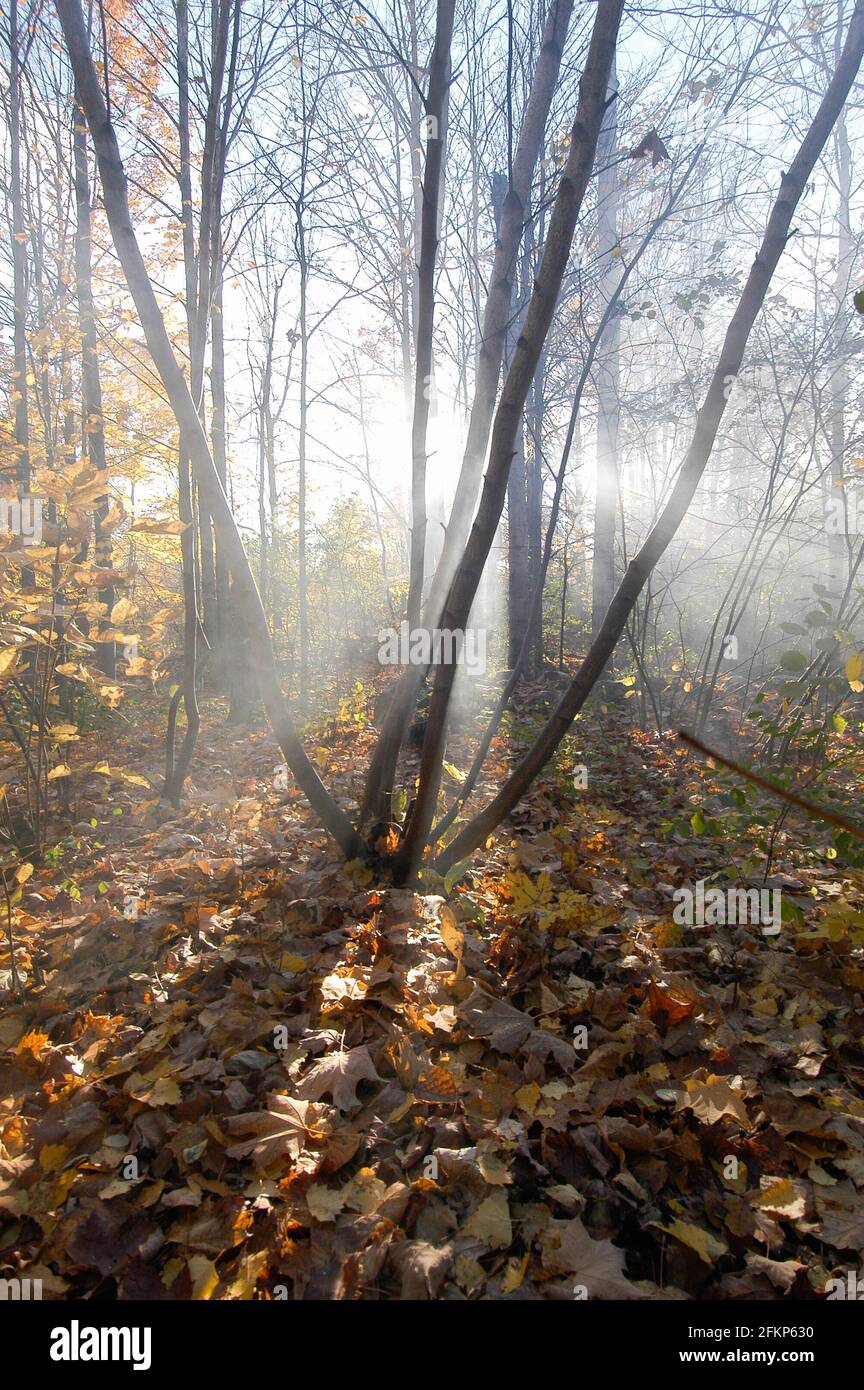 Smoke floating through the trees in the fall in the Adirondacks Stock ...