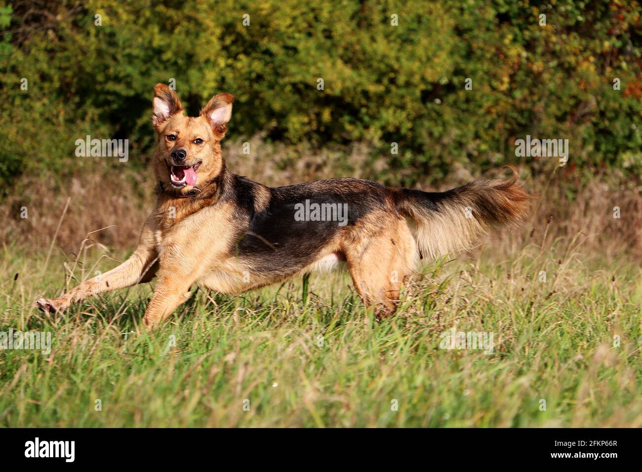 Closeup shot of a funny dog running in the field Stock Photo - Alamy