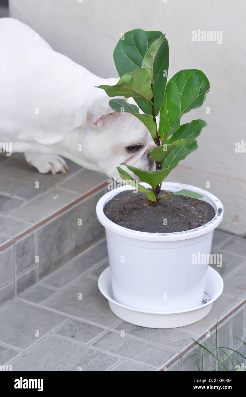 Fiddle Leaf Dog High Resolution Stock Photography and Images - Alamy