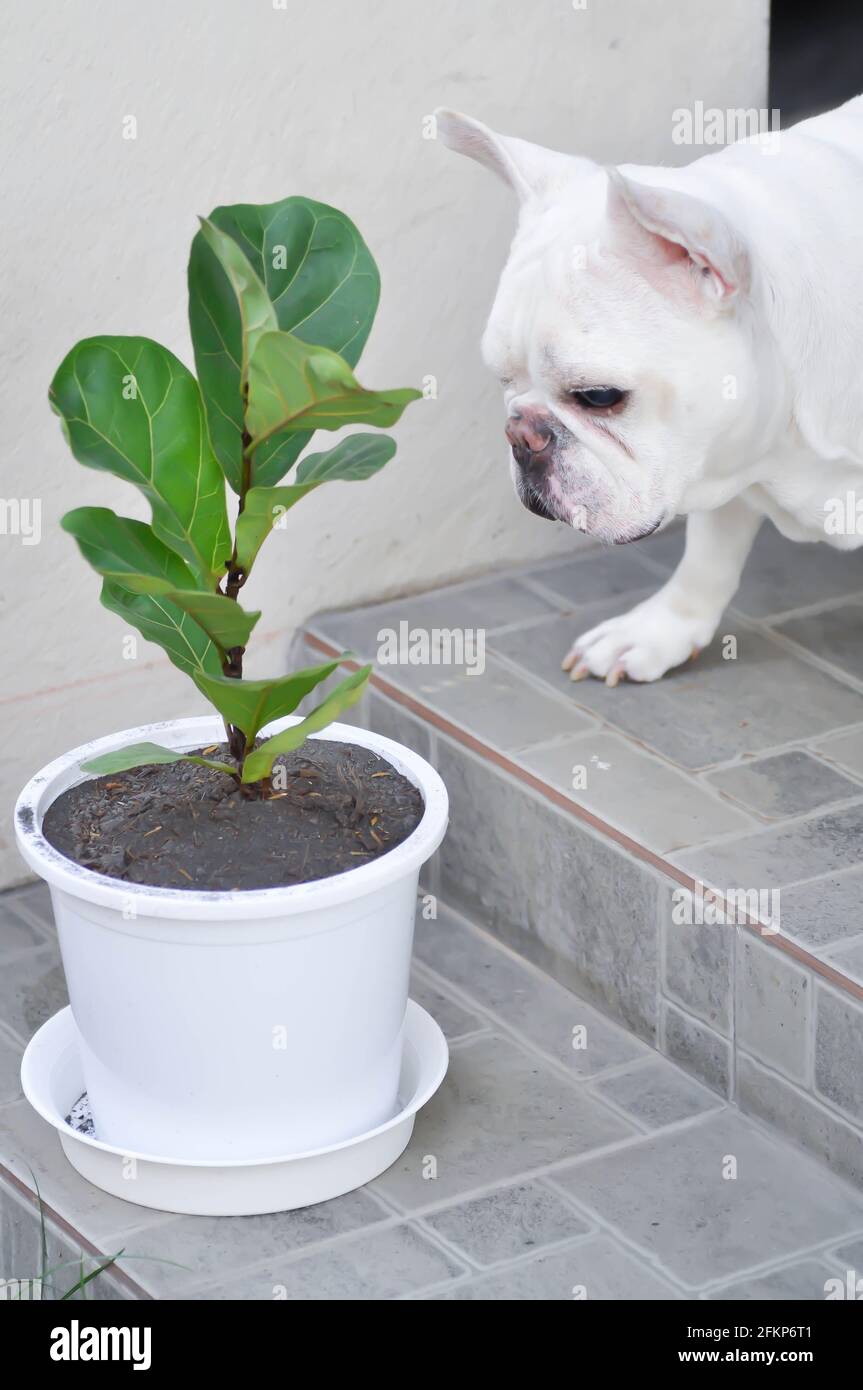 Fiddle Leaf Dog High Resolution Stock Photography and Images - Alamy