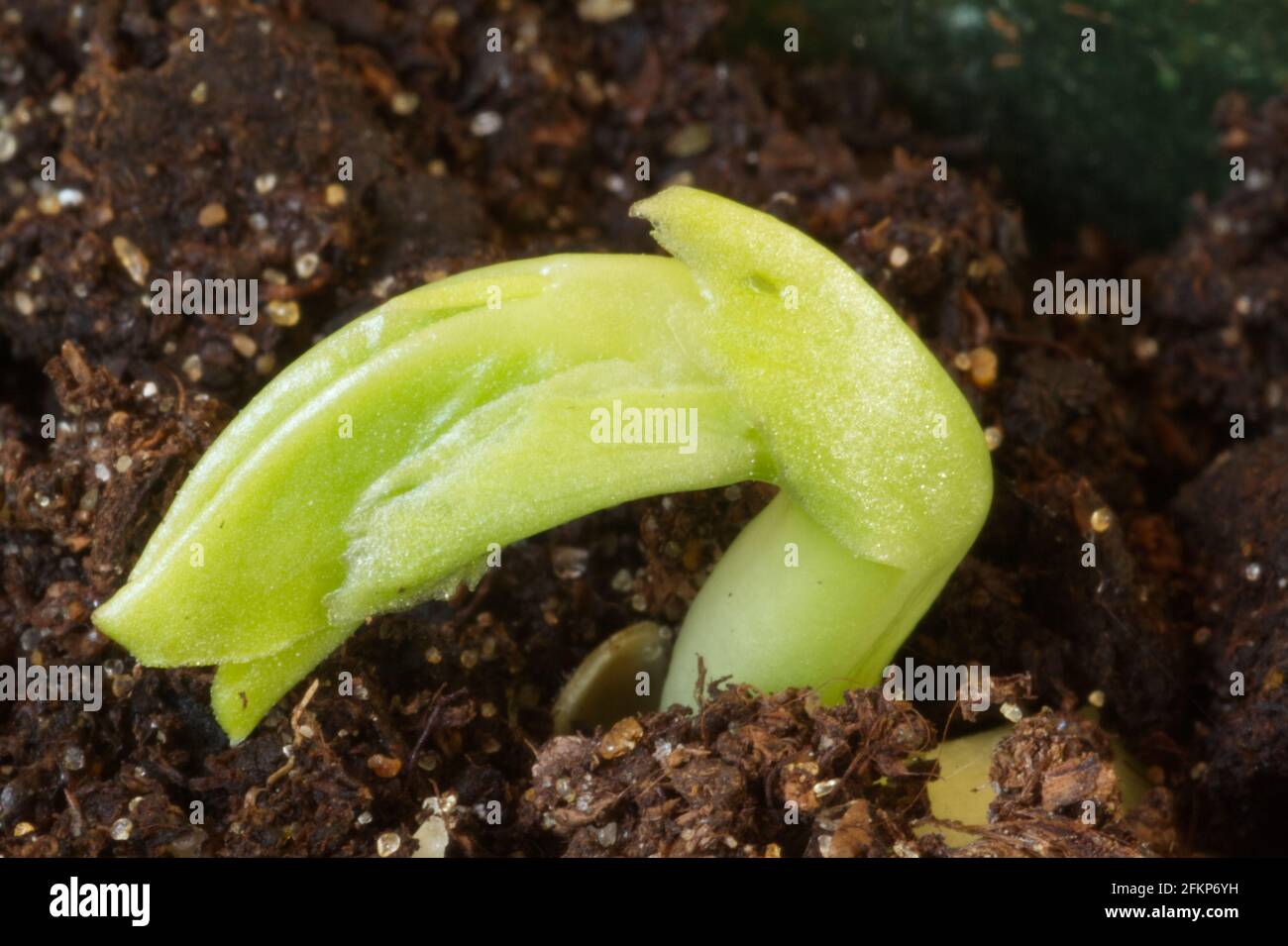 Bean germination hi-res stock photography and images - Alamy