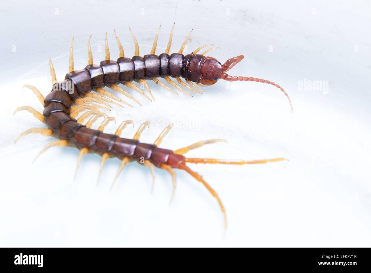 Indian giant centipede hi-res stock photography and images - Alamy