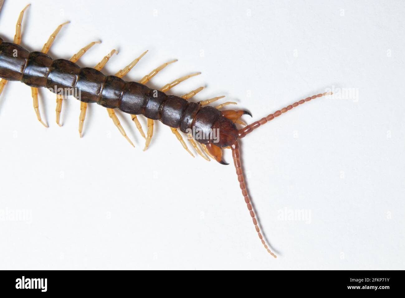 Common Indian Centipede teeth closeup stock photo in white background Stock Photo - Alamy