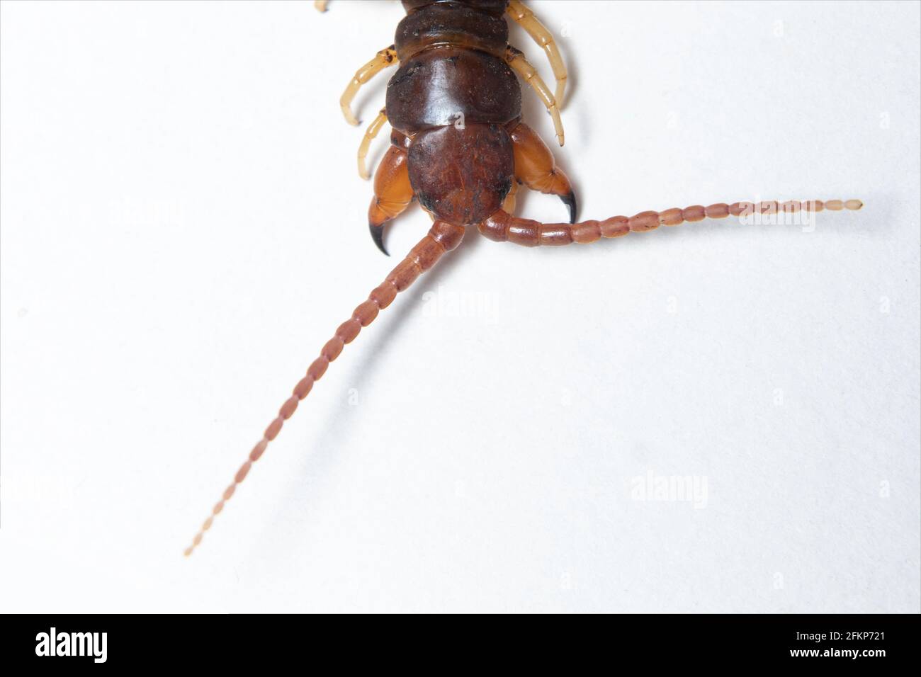 Common Indian Centipede teeth closeup stock photo Stock Photo - Alamy