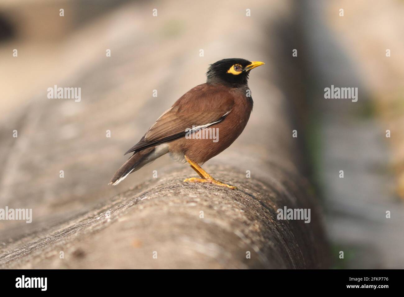 indian myna bird stock photo Stock Photo - Alamy