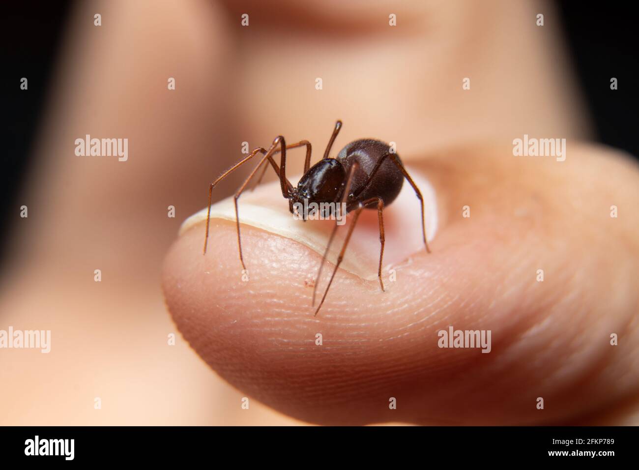 Spitting spider hi-res stock photography and images - Alamy