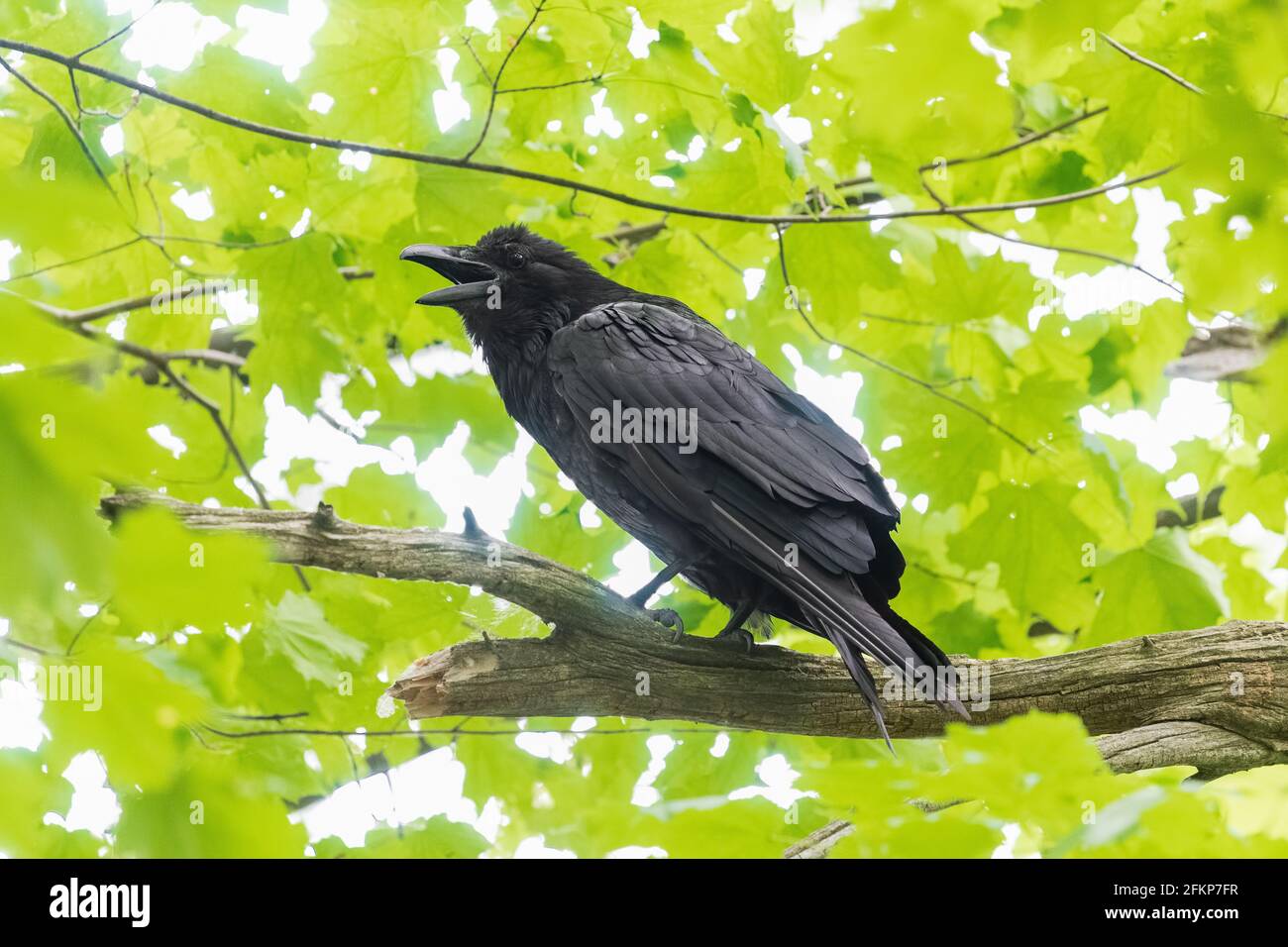American crow on a branch calling, with a bright green leafy background ...
